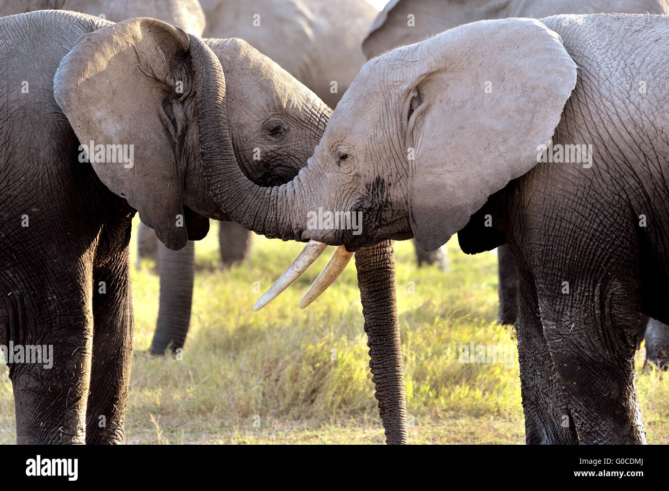 Elephants touch hi-res stock photography and images - Alamy