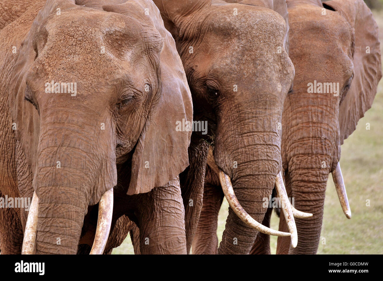 Impressive Heads and Tusks of three Elephants Stock Photo - Alamy