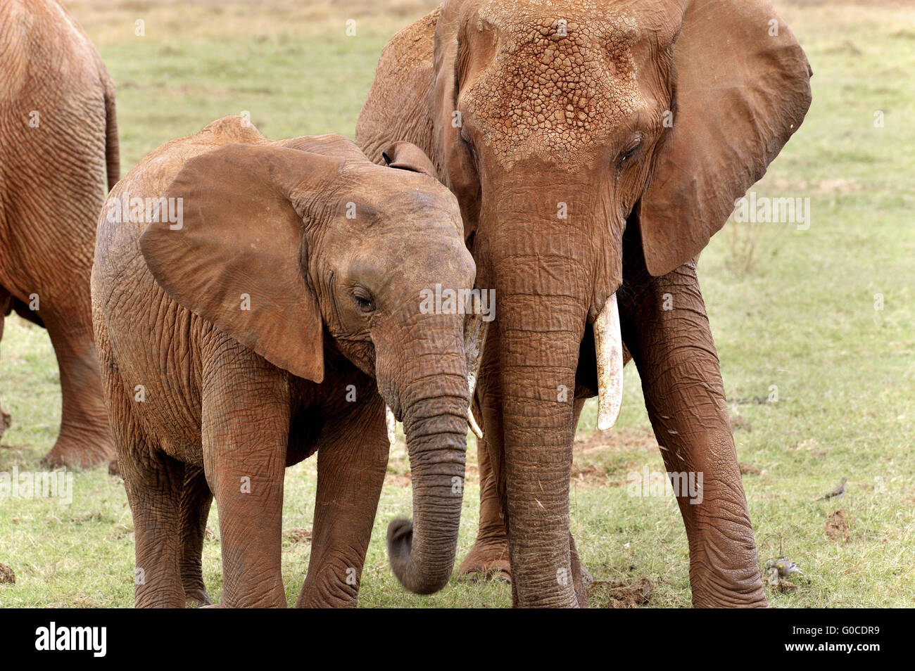 Young Elephant and its sister with tender feelings Stock Photo - Alamy