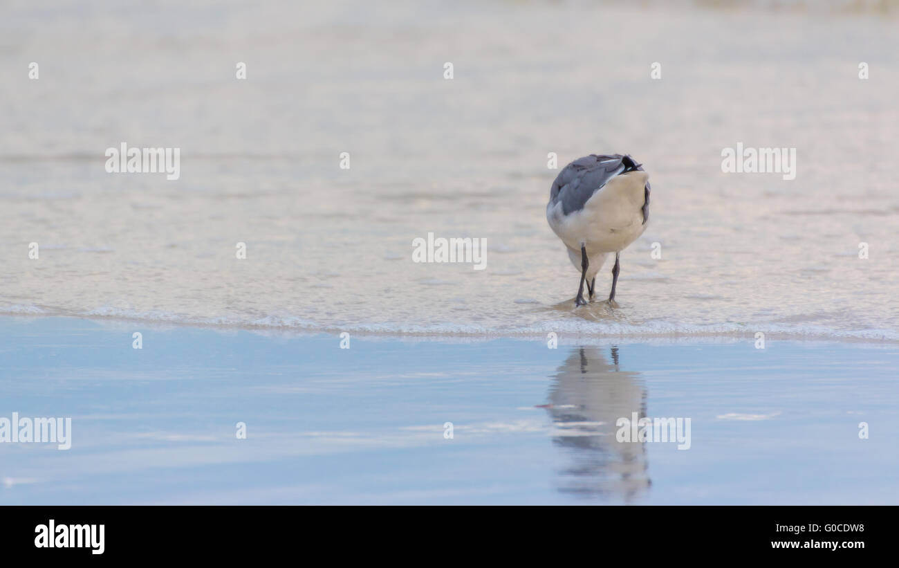 Seagull at the beach Stock Photo - Alamy