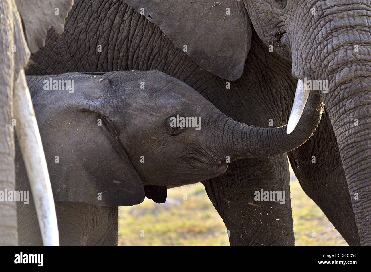 Elephant Baby with small first tooth looking for t Stock Photo - Alamy