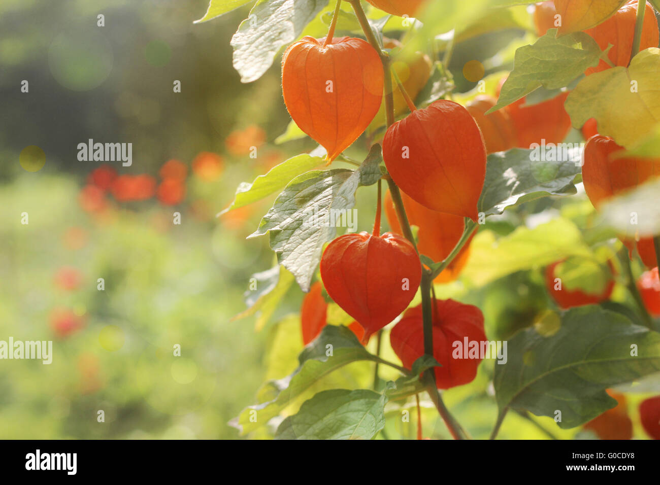 Beautiful garden flowers hi-res stock photography and images - Alamy