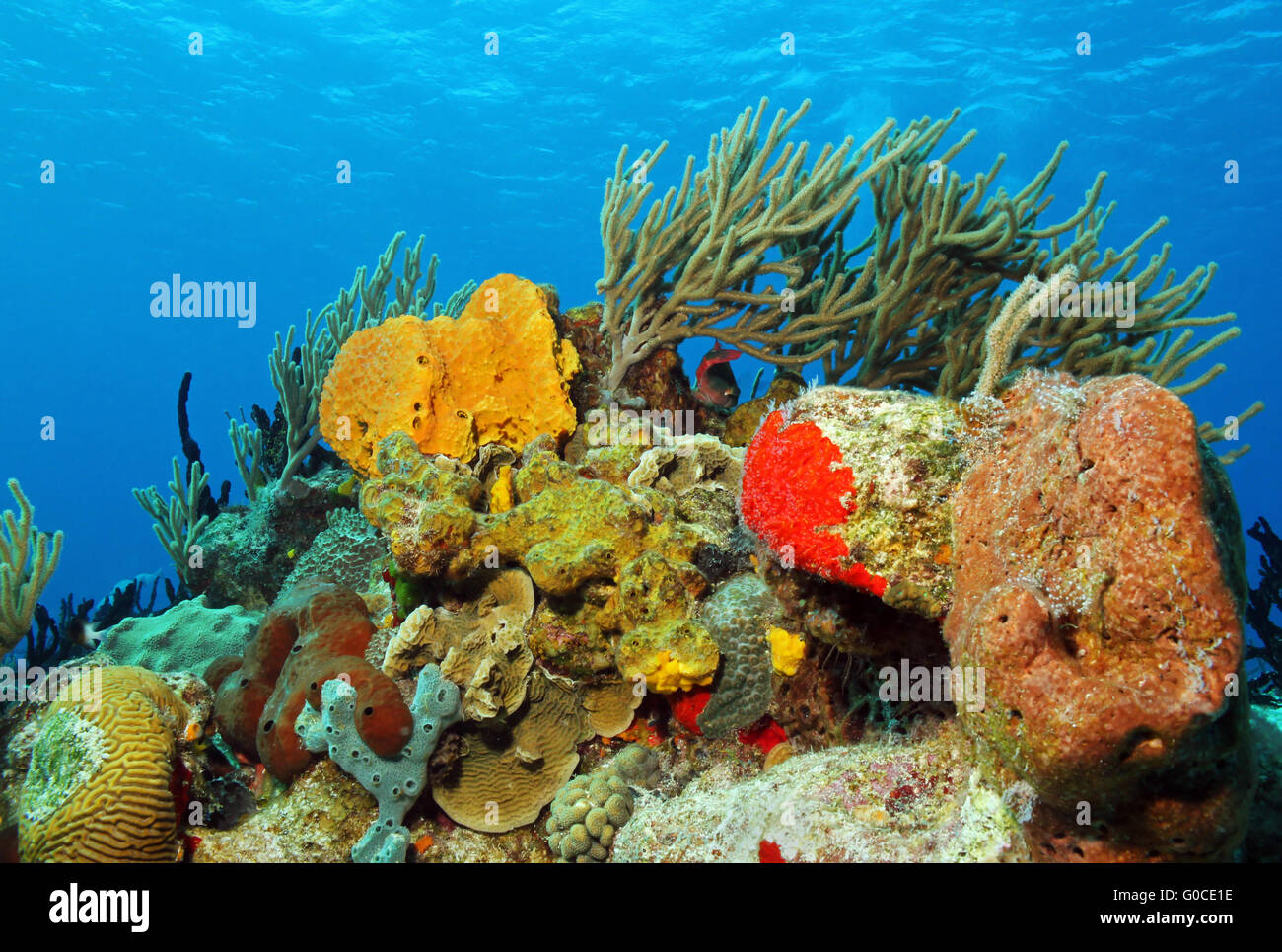 Reef sea underwater hi-res stock photography and images - Alamy