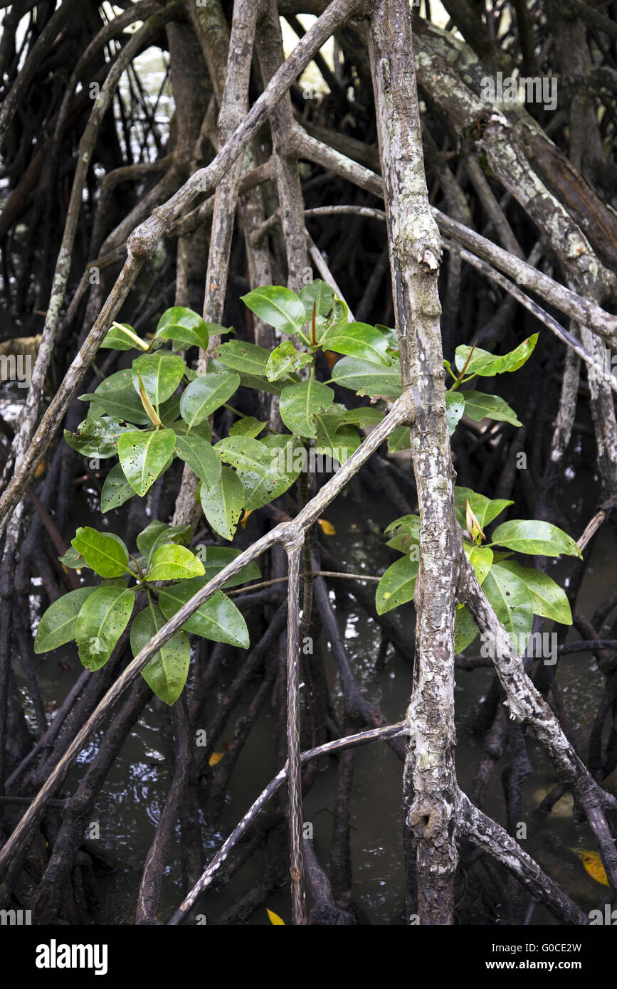 Mangrove leaves hi-res stock photography and images - Alamy