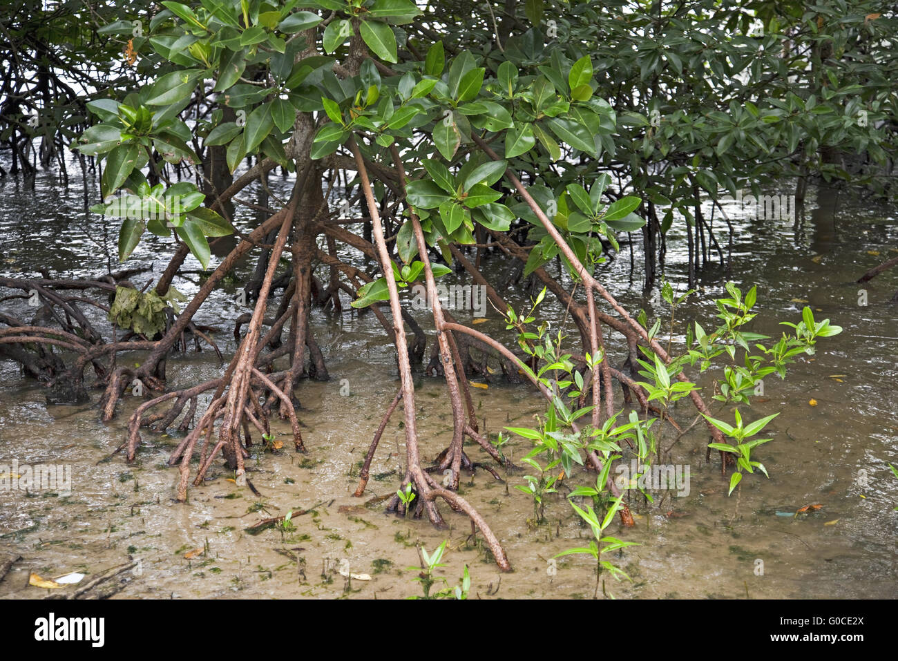 Mangrove leave salt hi-res stock photography and images - Alamy