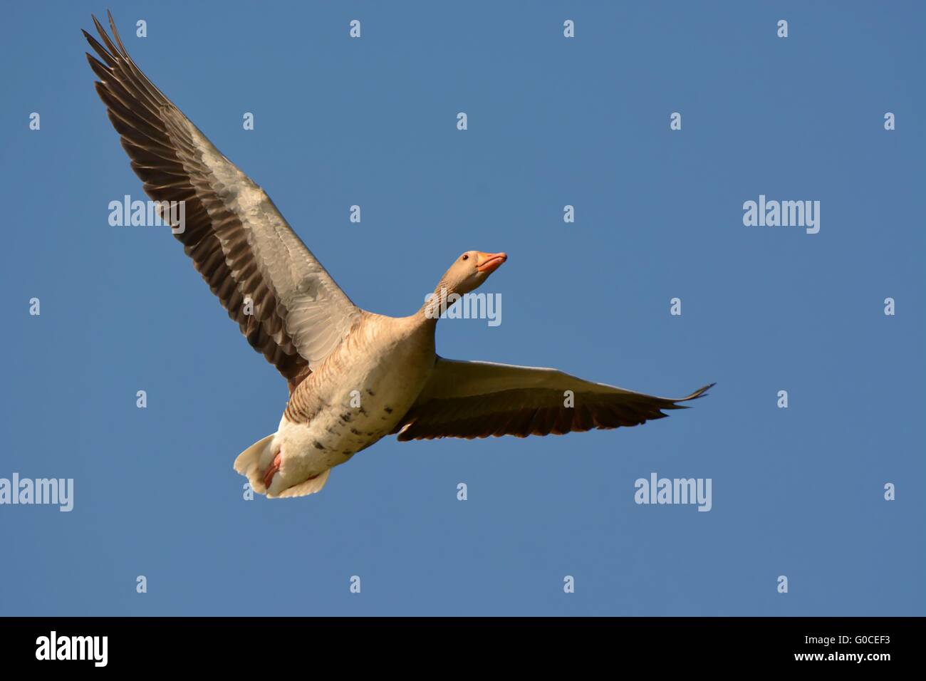 Flying goose geese hi-res stock photography and images - Alamy