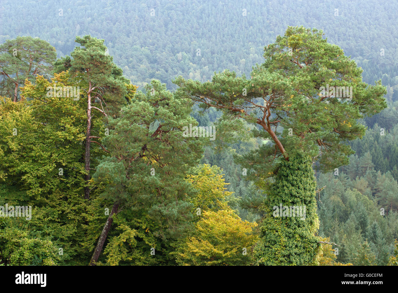 Mixed forest in Germany Stock Photo - Alamy