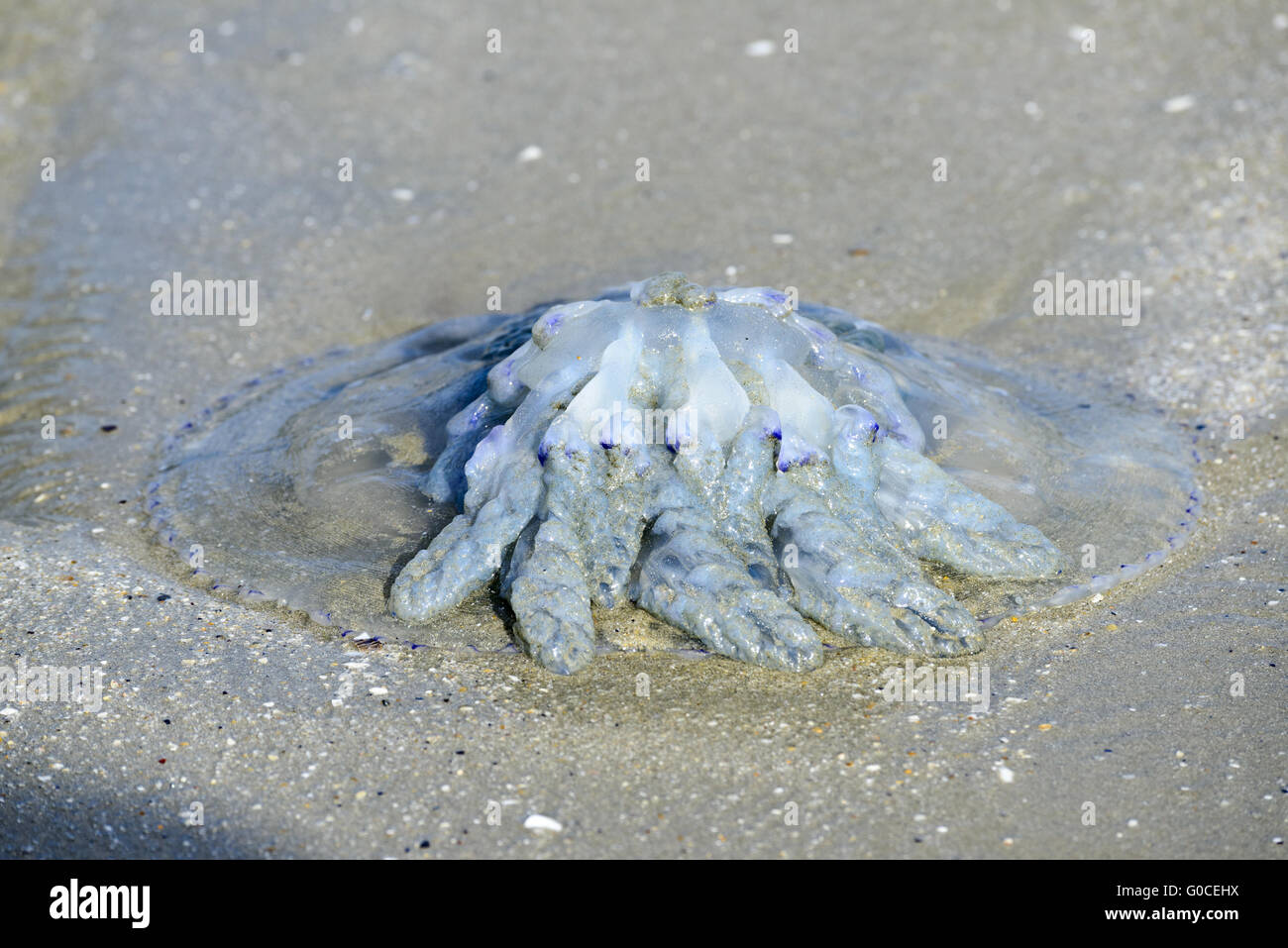 Medusa form hi-res stock photography and images - Alamy