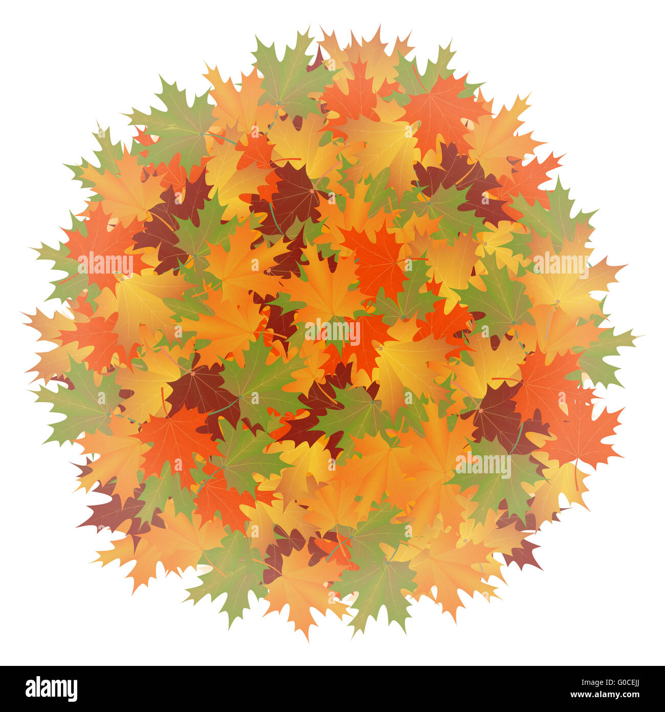 autumn background of leaves round maple Stock Photo - Alamy