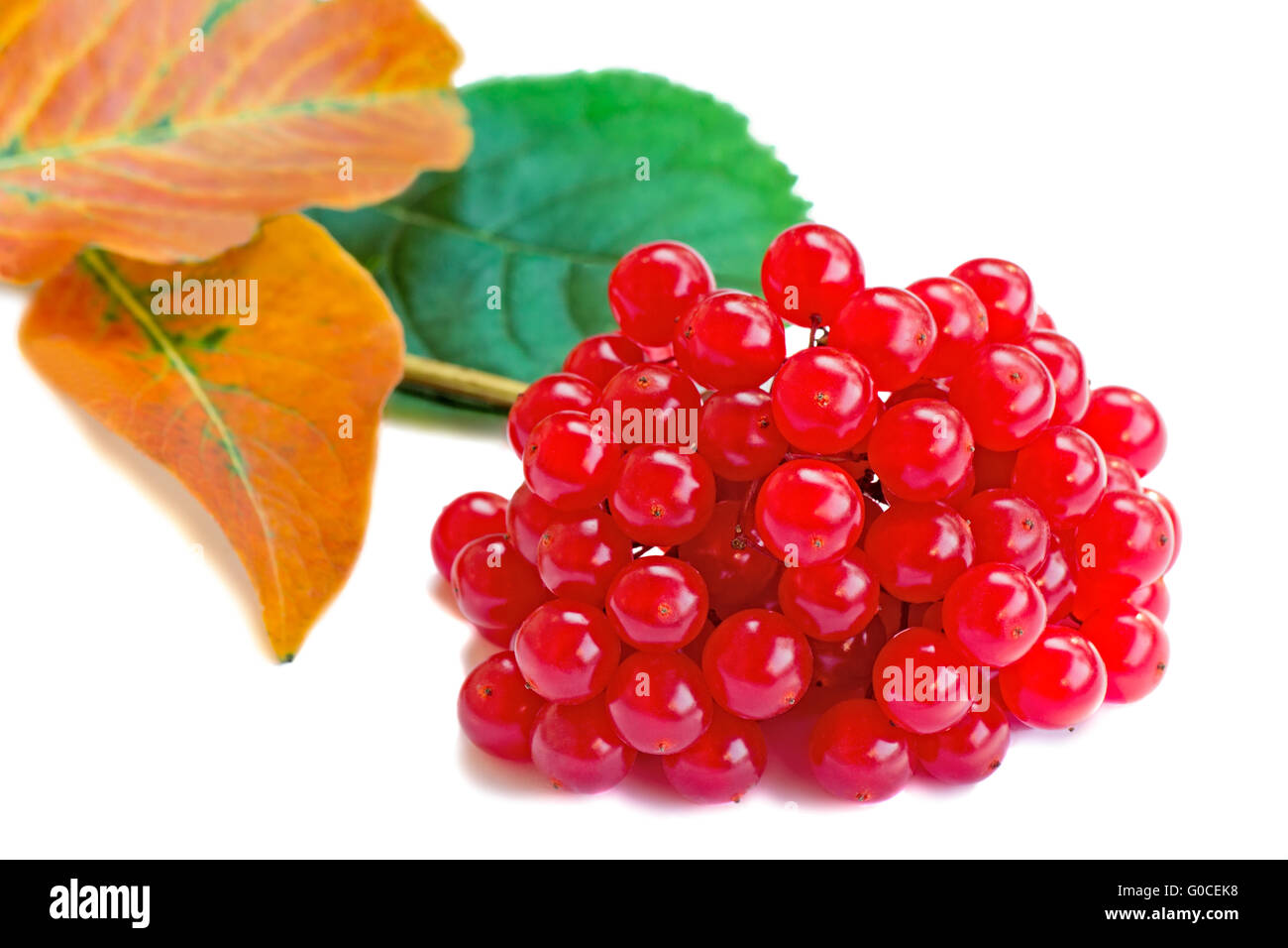 Clusters of berries of a guelder-rose and autumn l Stock Photo - Alamy