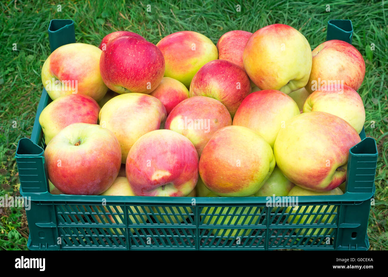 Large Mature apples in the container for storage Stock Photo - Alamy