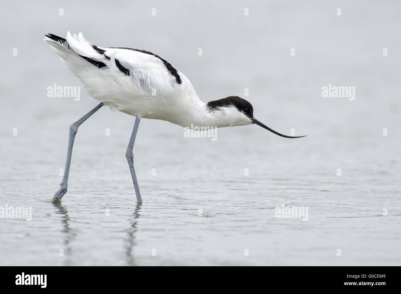 Avocette hi-res stock photography and images - Alamy