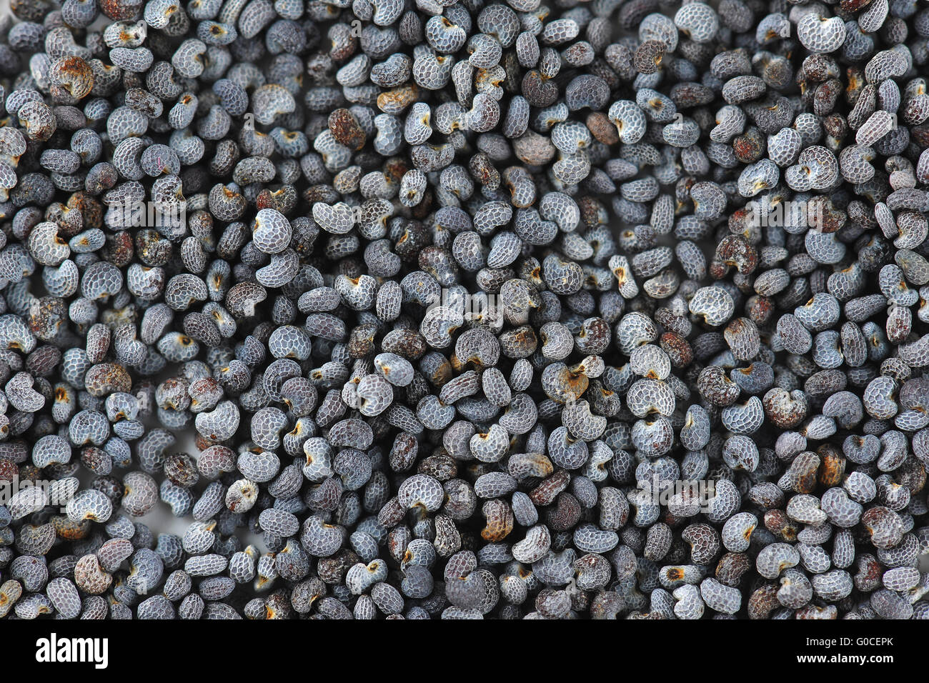 detail of poppy seeds - full frame Stock Photo - Alamy