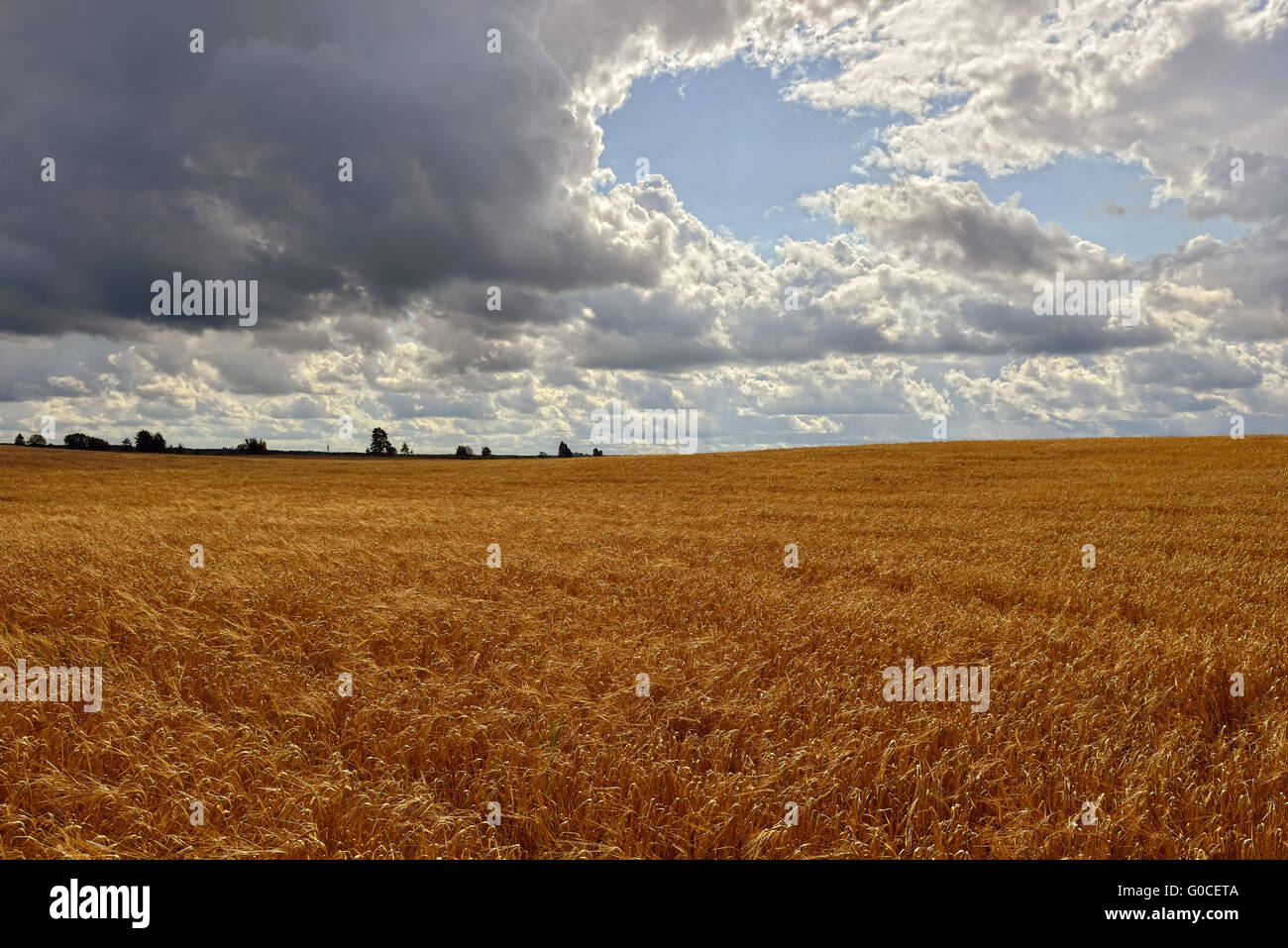 Summer sunny Landscape with grain field in Russia Stock Photo - Alamy