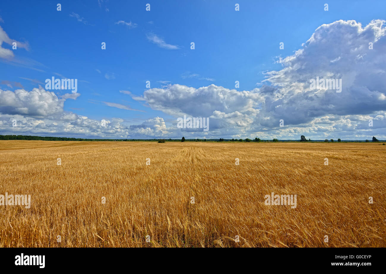 Summer sunny Landscape with grain field in Russia Stock Photo - Alamy