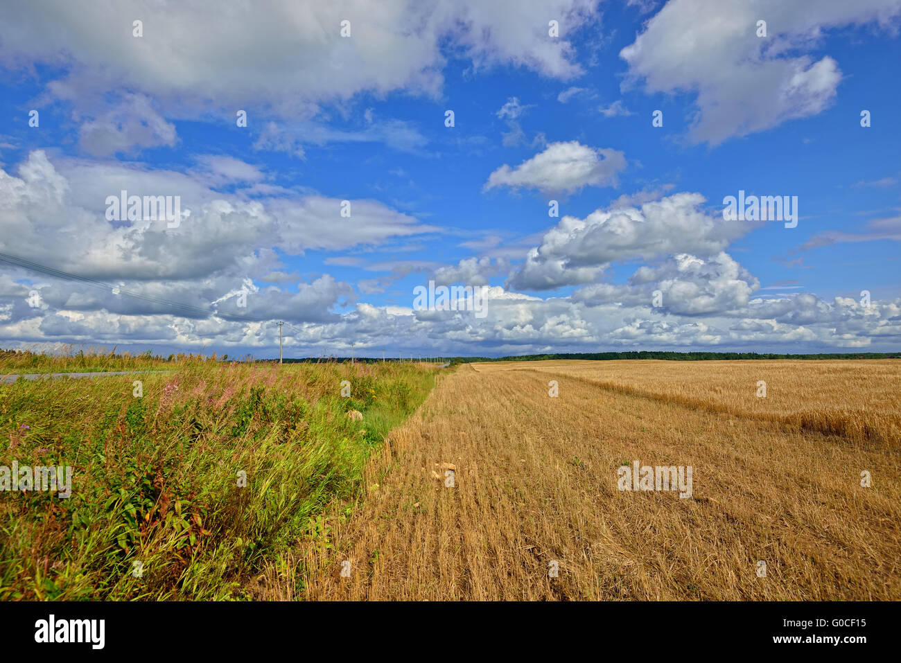 Summer sunny Landscape with grain field in Russia Stock Photo - Alamy