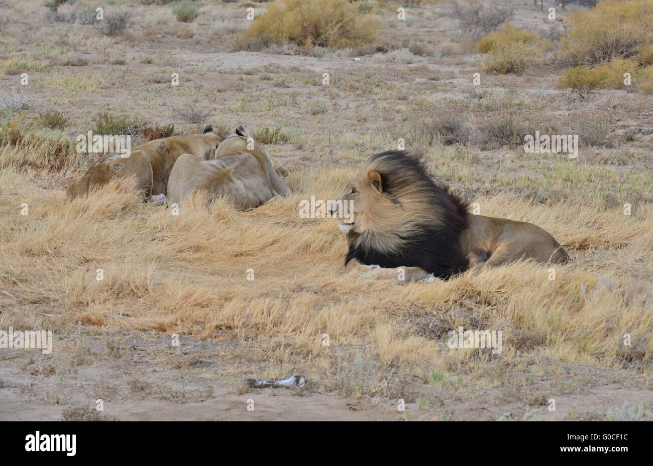 A male black Mane lion resting at a Game Reserve in South Africa Stock ...