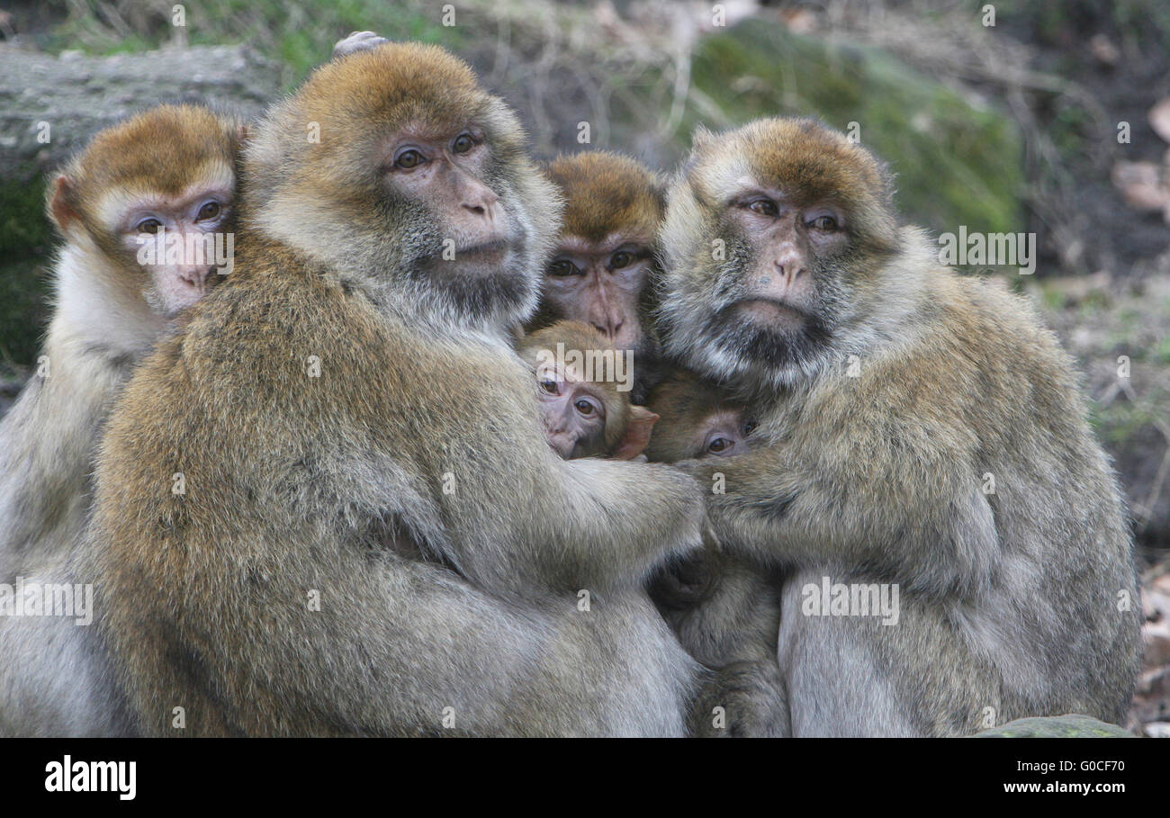 Macaca Sylvanus Monkey Stock Photo - Alamy
