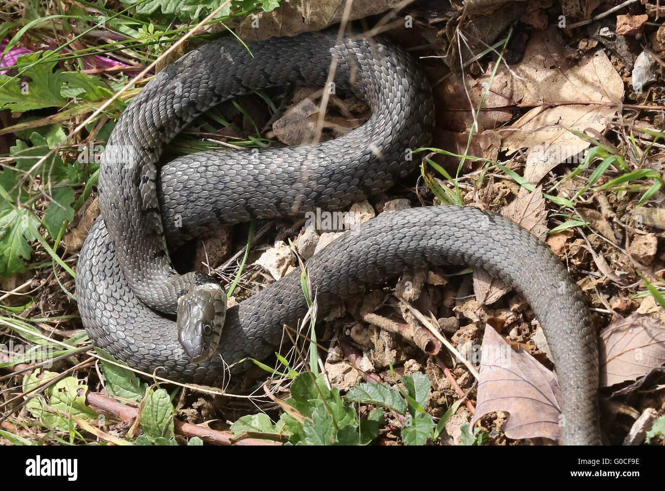 Snake reptiles hi-res stock photography and images - Alamy