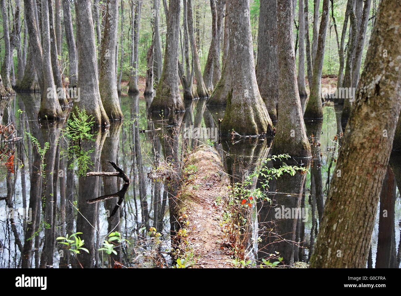 Sumpf zypresse hi-res stock photography and images - Alamy
