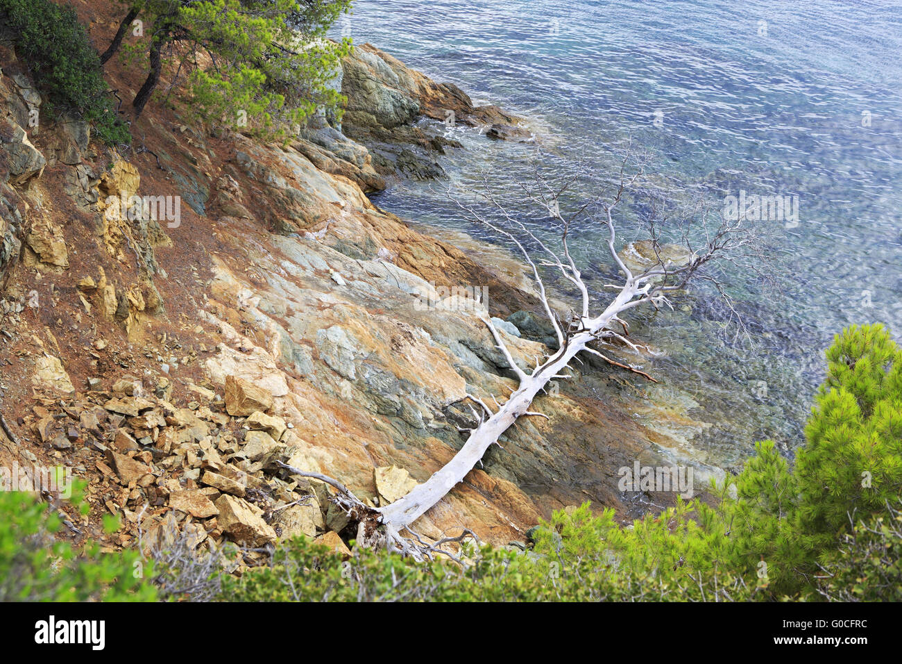 Dried up dead tree on the stone coast of the Aegean Sea Stock Photo - Alamy