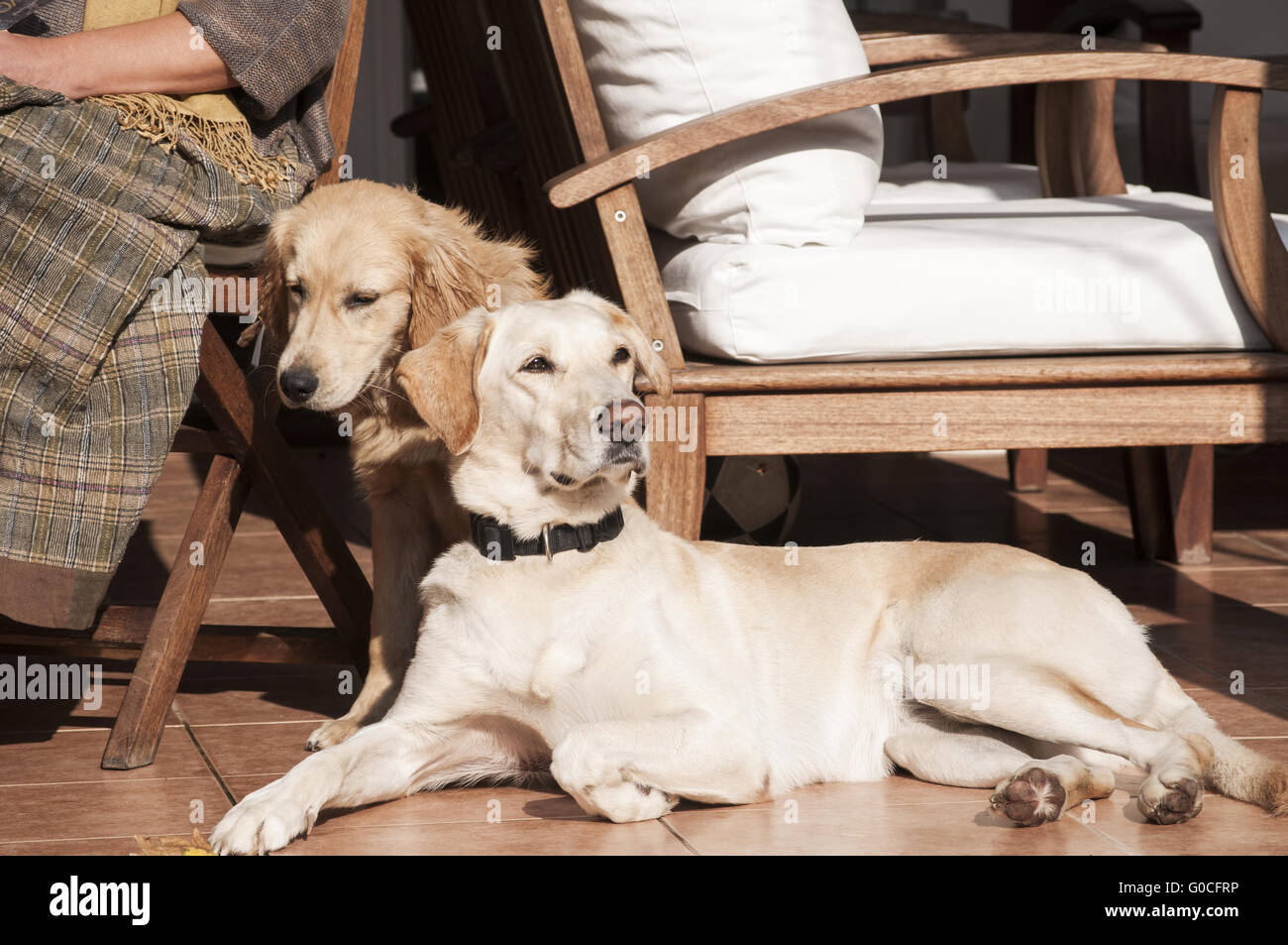 Two dogs relaxing on autumn sun lit porch next to Stock Photo - Alamy