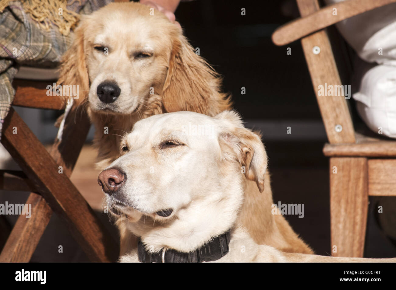 Two dogs relaxing on autumn sun lit porch next to Stock Photo - Alamy