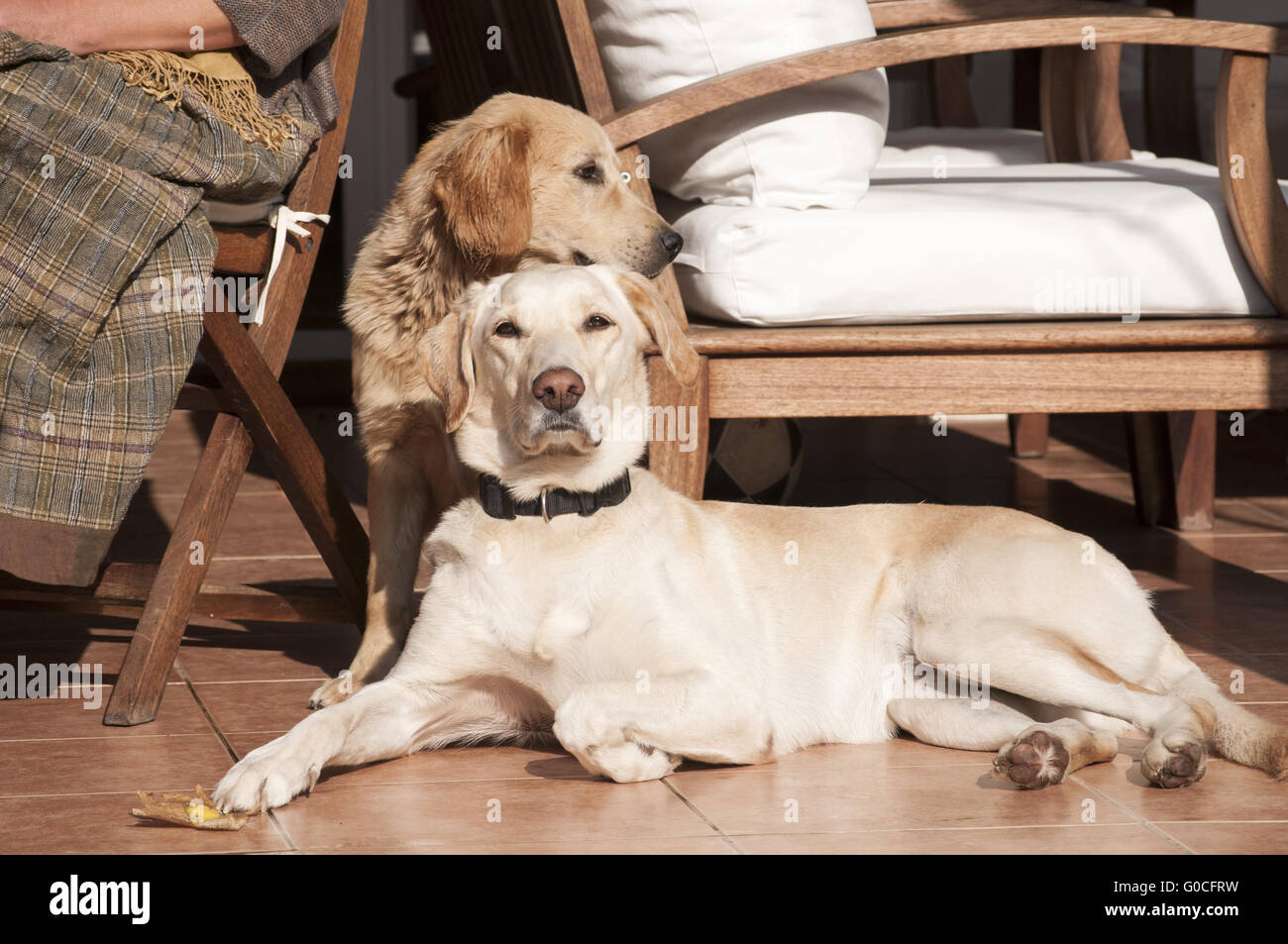 Two dogs relaxing on autumn sun lit porch next to Stock Photo - Alamy