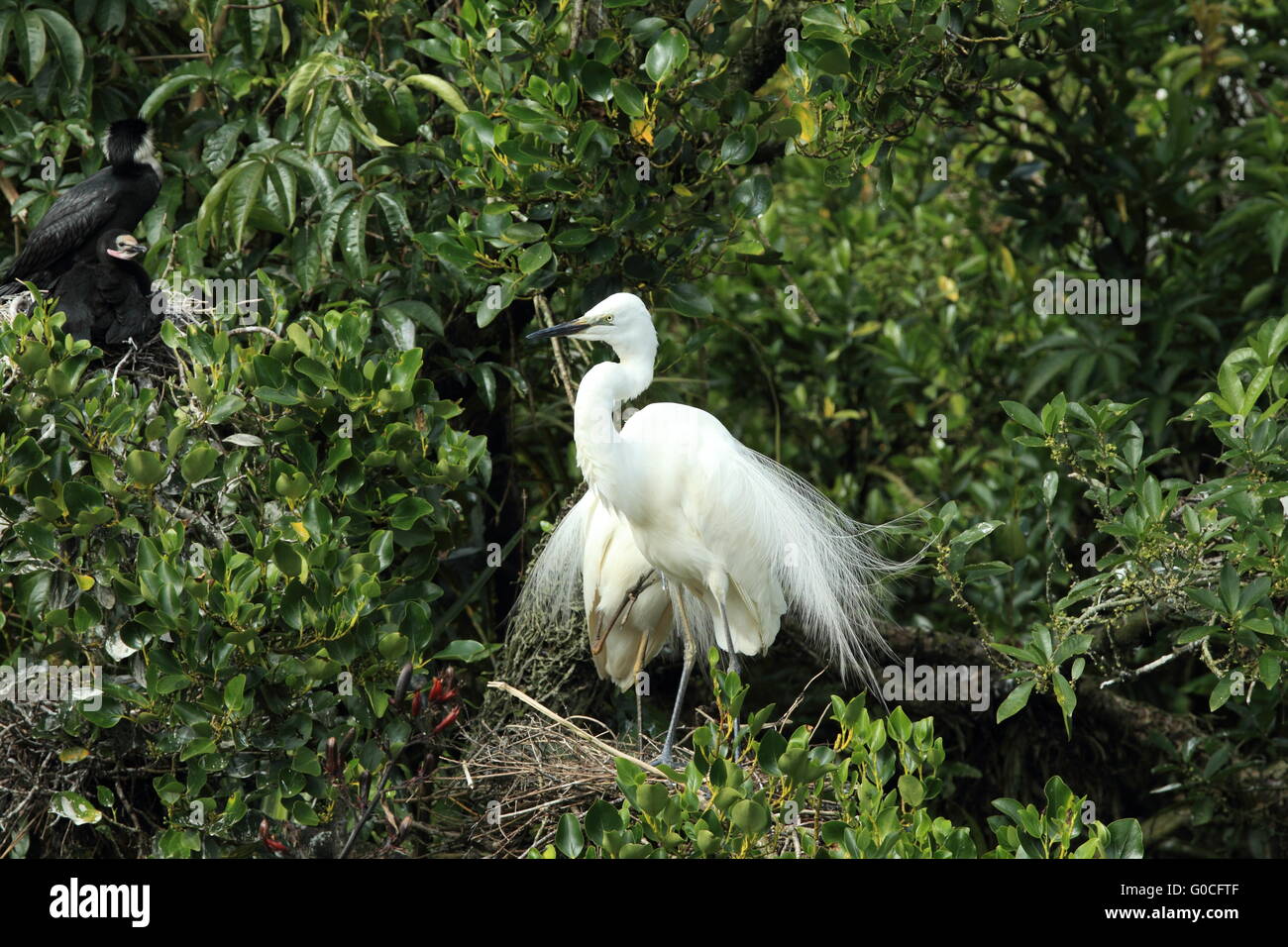 Australian egrets hi-res stock photography and images - Alamy