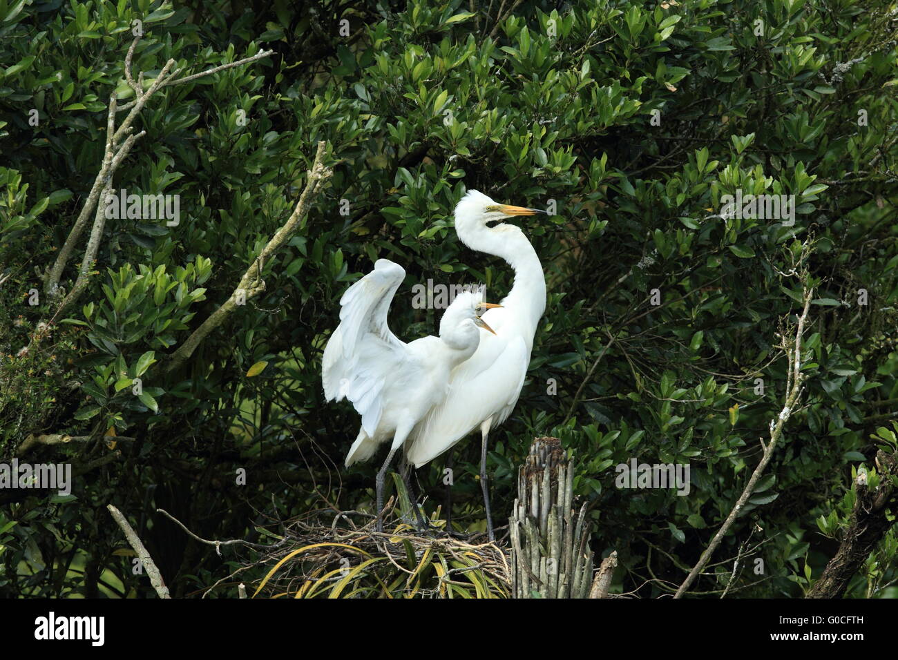 Whataroa and heron hi-res stock photography and images - Alamy