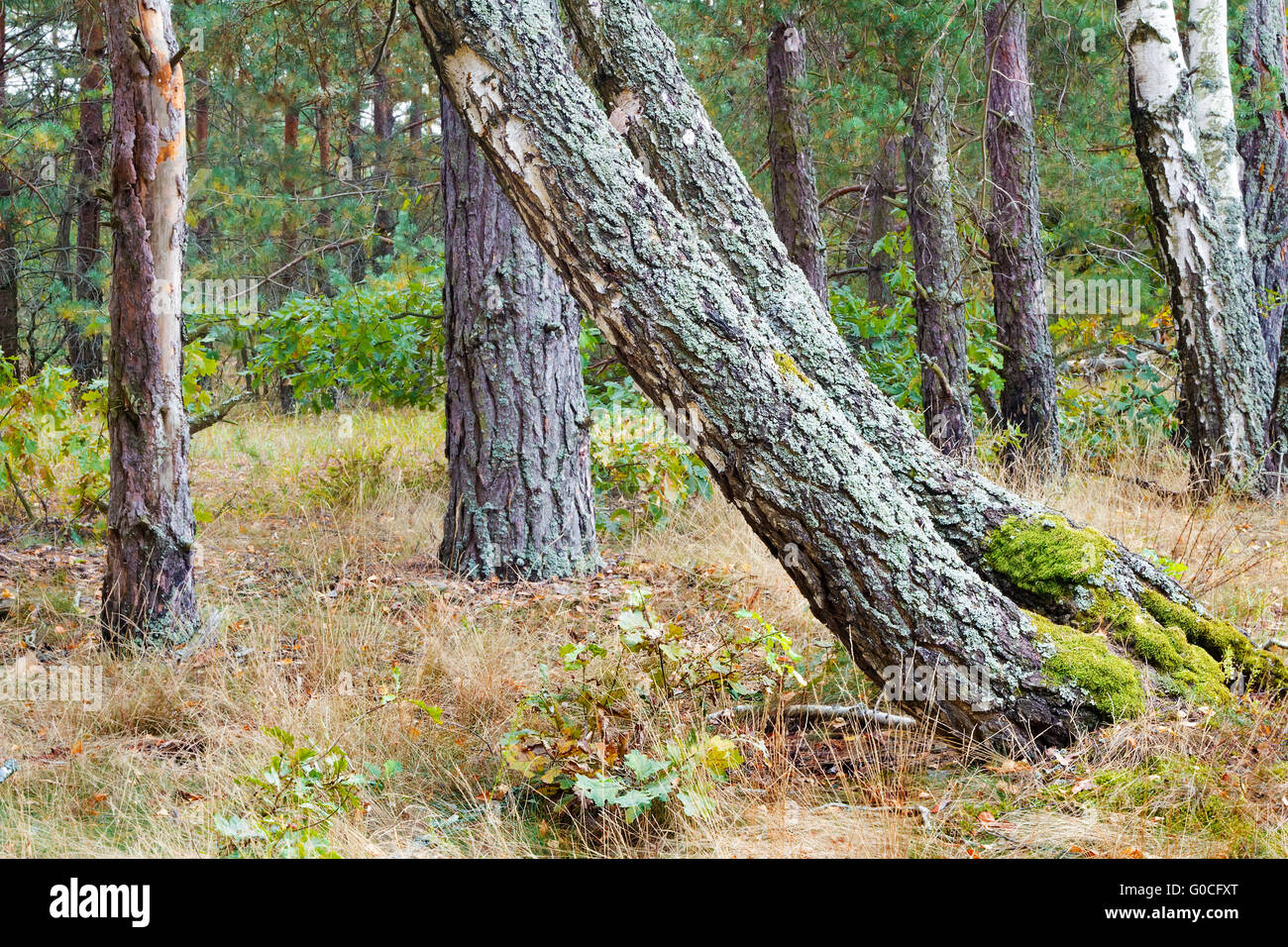 Forest landscape in the early autumn Stock Photo - Alamy