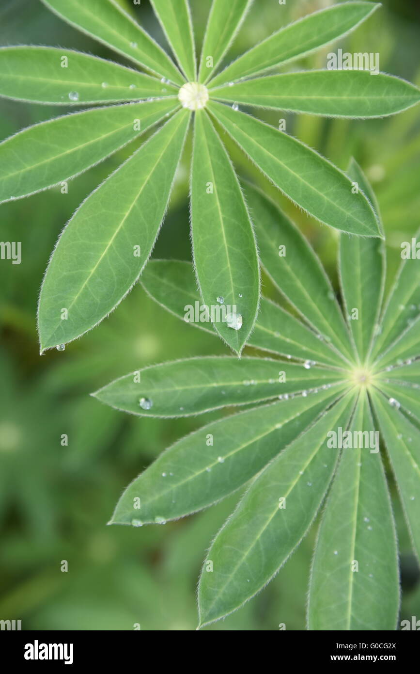 Water droplets gathering on a leaf just after rain fall Stock Photo - Alamy