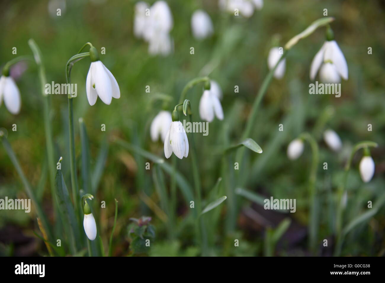 First drops hi-res stock photography and images - Alamy