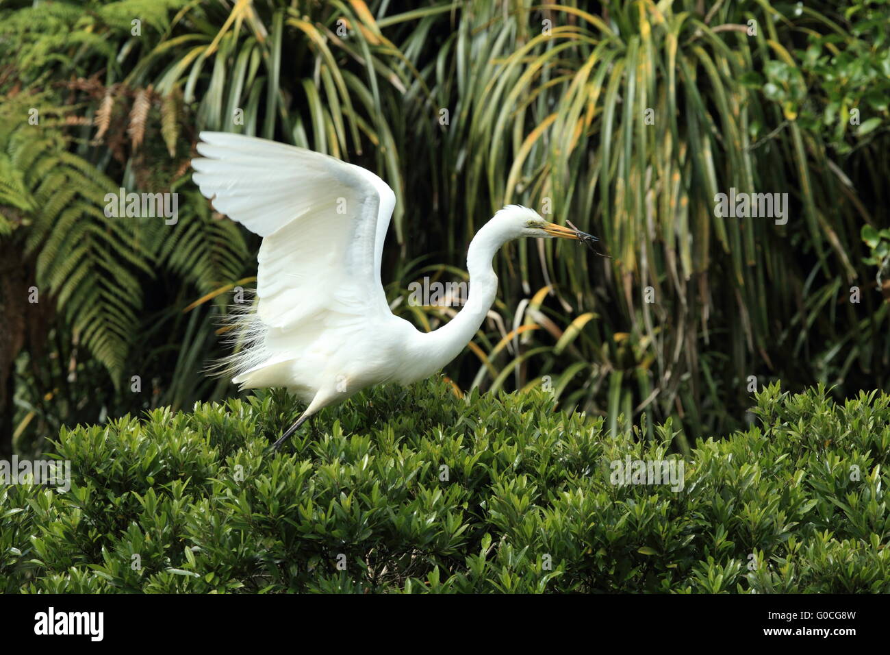 Australian egrets hi-res stock photography and images - Alamy