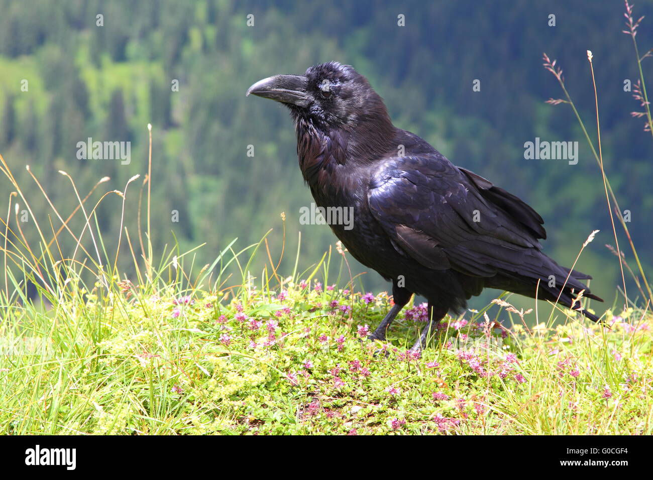 Raven mountains hi-res stock photography and images - Alamy