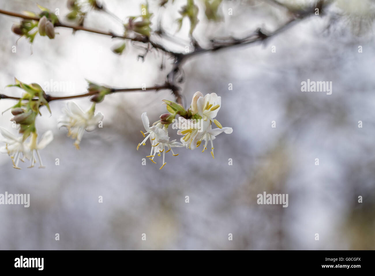 Photo of beautiful flowering tree in spring Stock Photo - Alamy