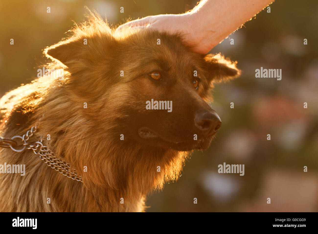 Photo of a friendly German shepherd dog Stock Photo - Alamy