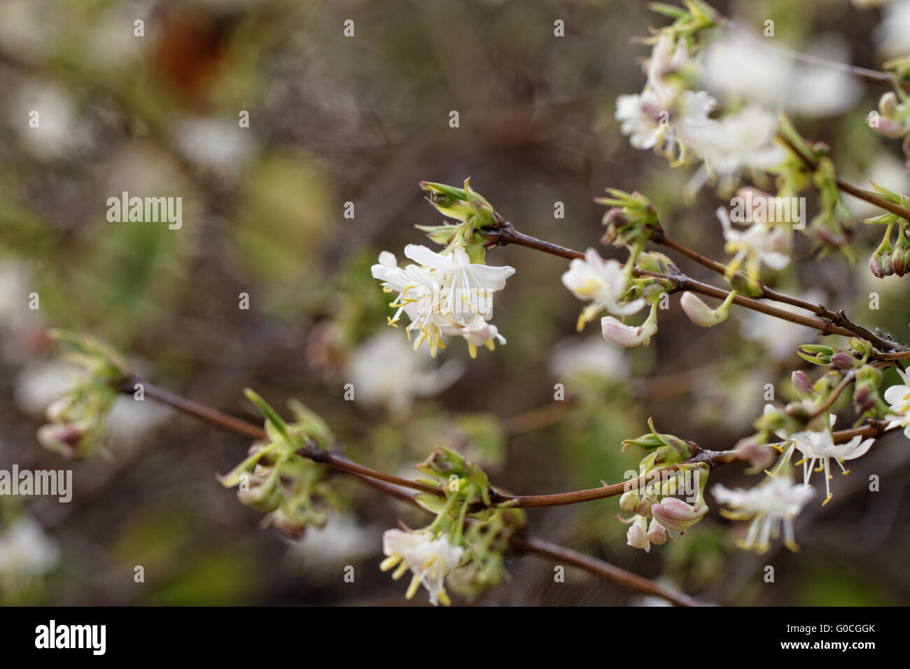 Photo of beautiful flowering tree in spring Stock Photo - Alamy