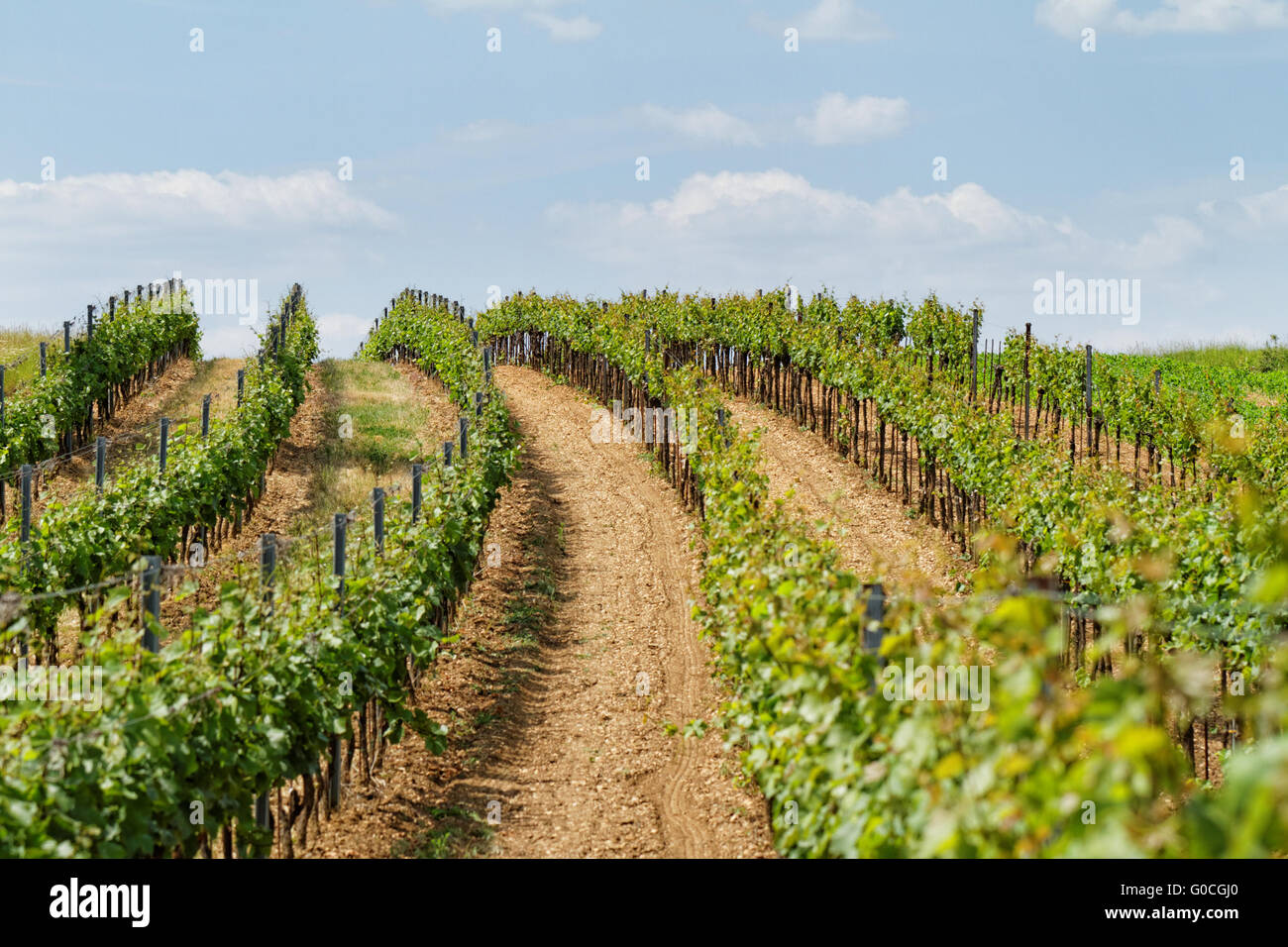 Tokay wine hungary hi-res stock photography and images - Alamy