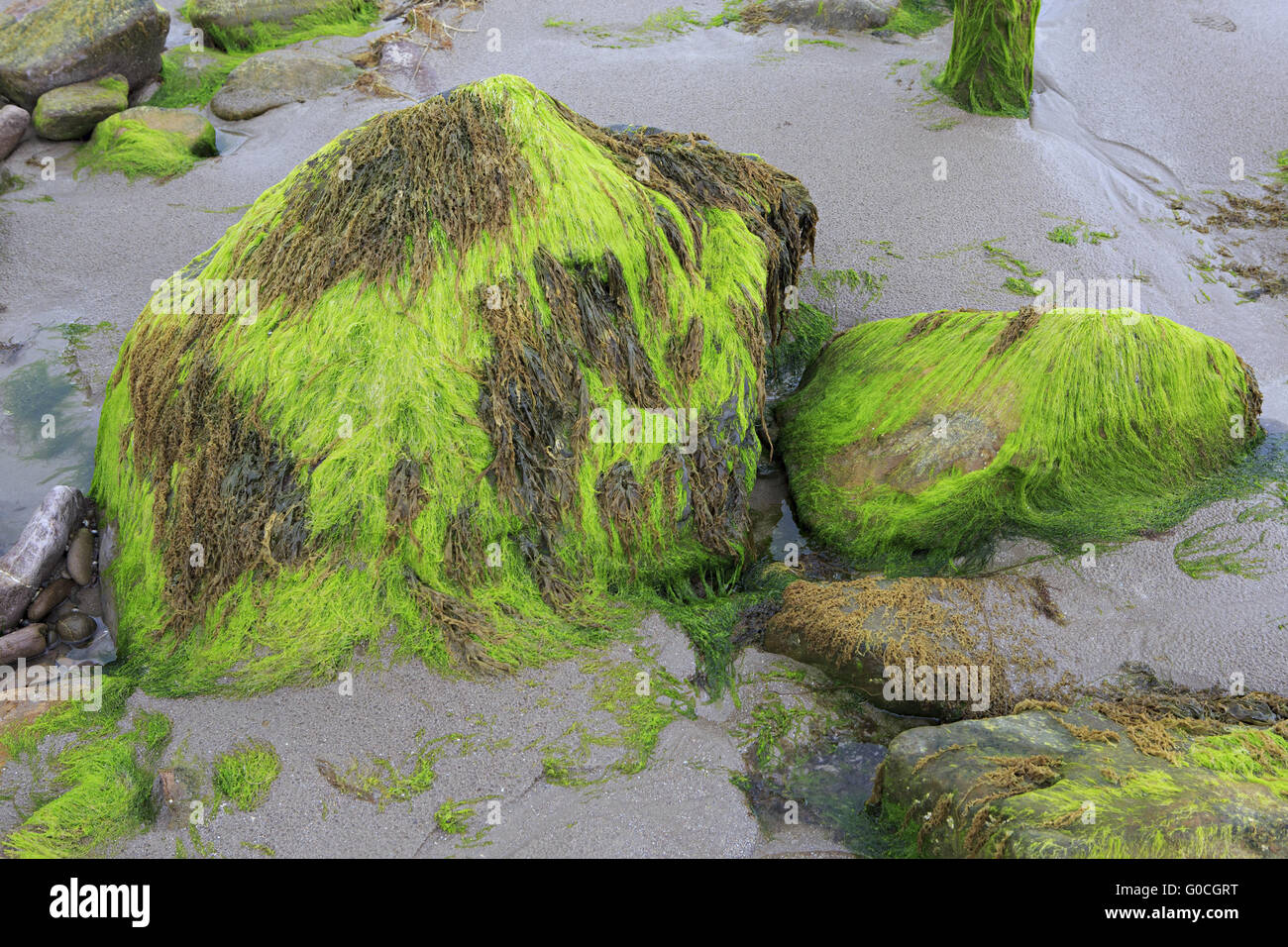 Stones with mud and seaweed on the beach of Atlantic Ocean Stock Photo ...