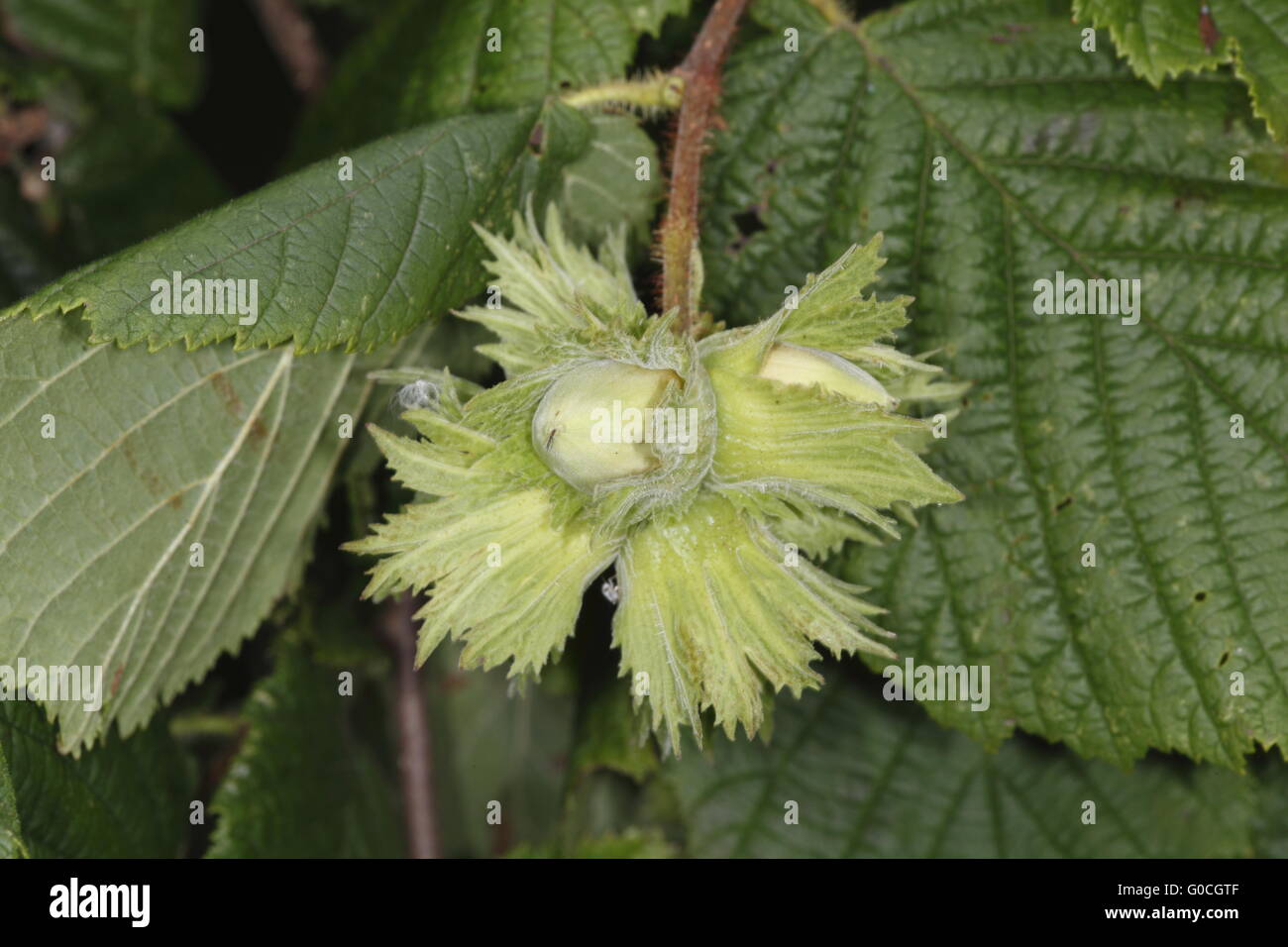 Hazelnuts plants hi-res stock photography and images - Alamy