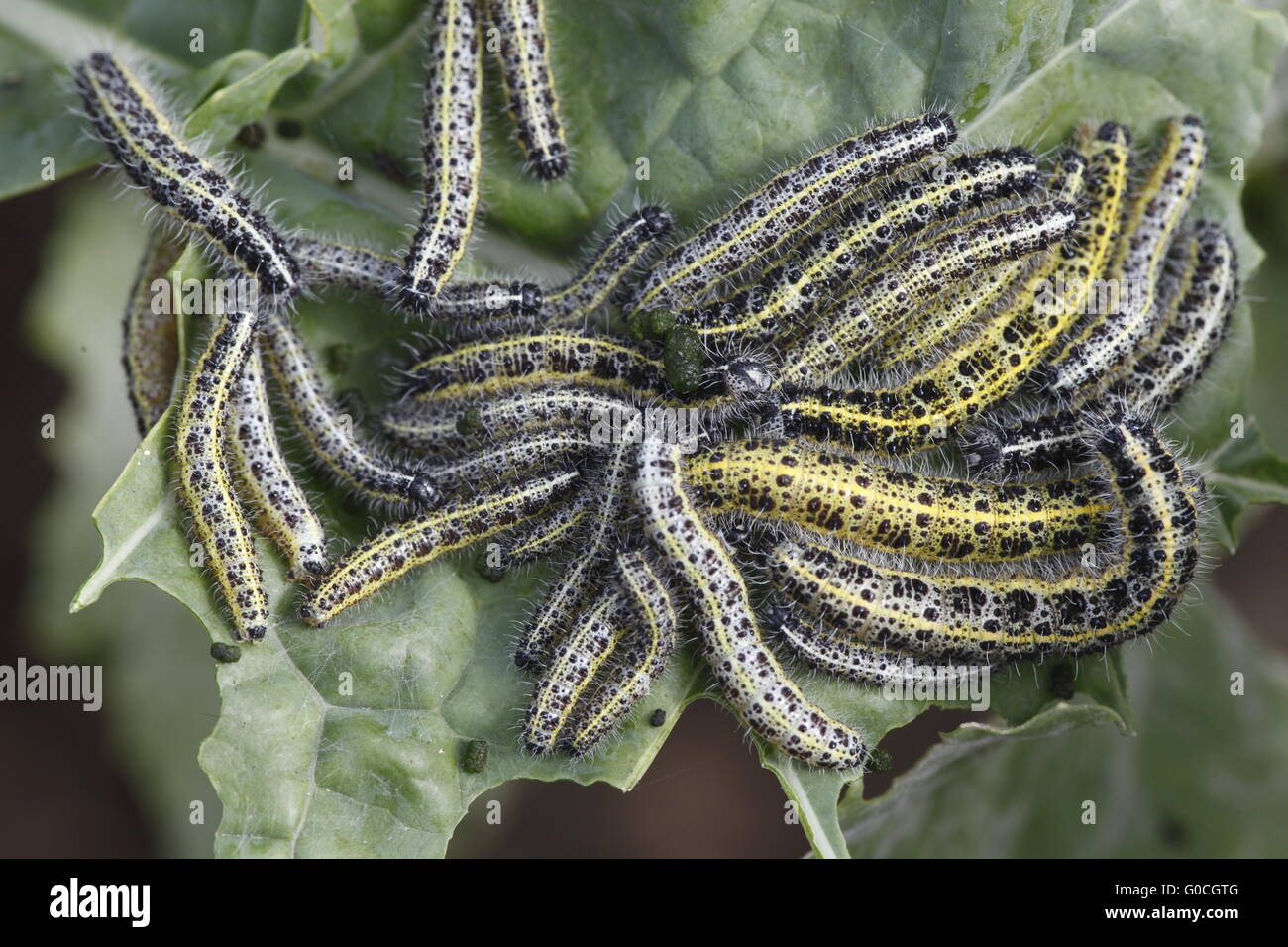 Large Cabbage White Stock Photo - Alamy