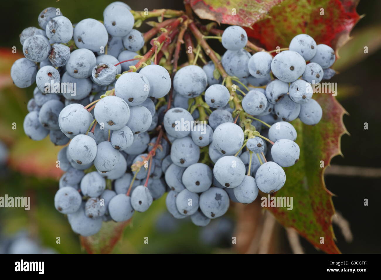 Mahonia aequifolium hi-res stock photography and images - Alamy