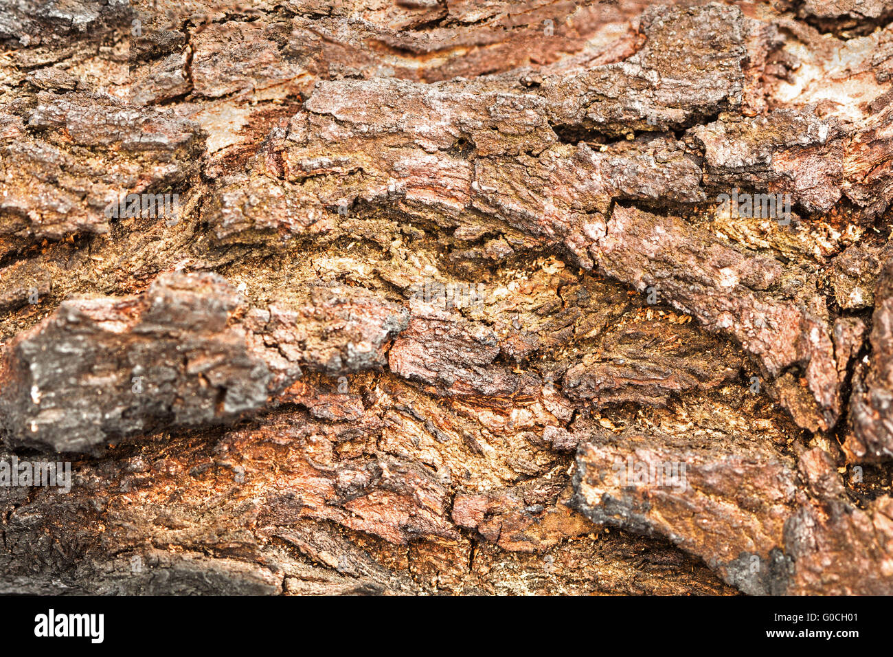 Tree wood pattern hi-res stock photography and images - Alamy