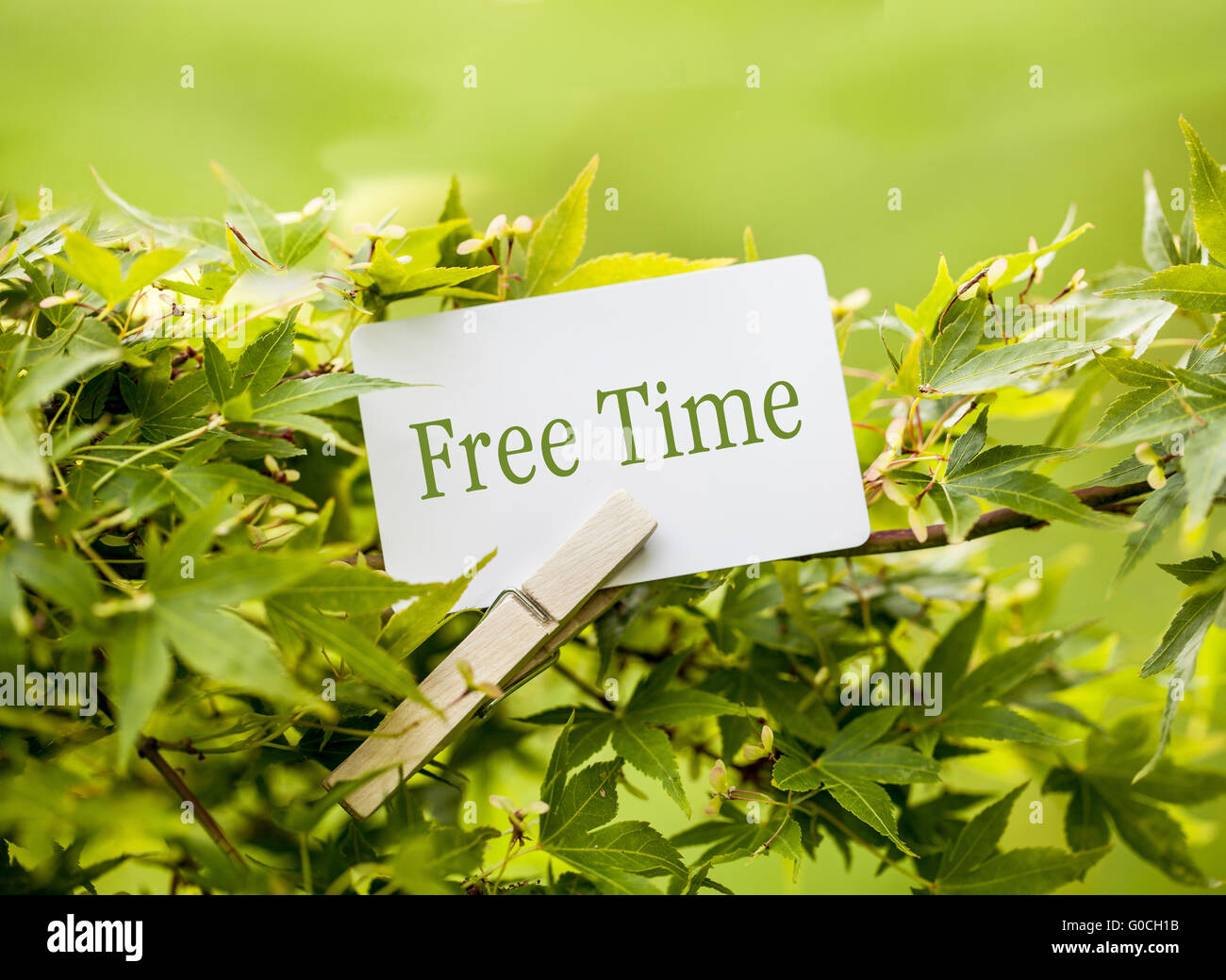 The Word “Free Time“ in a fan-maple tree Stock Photo - Alamy