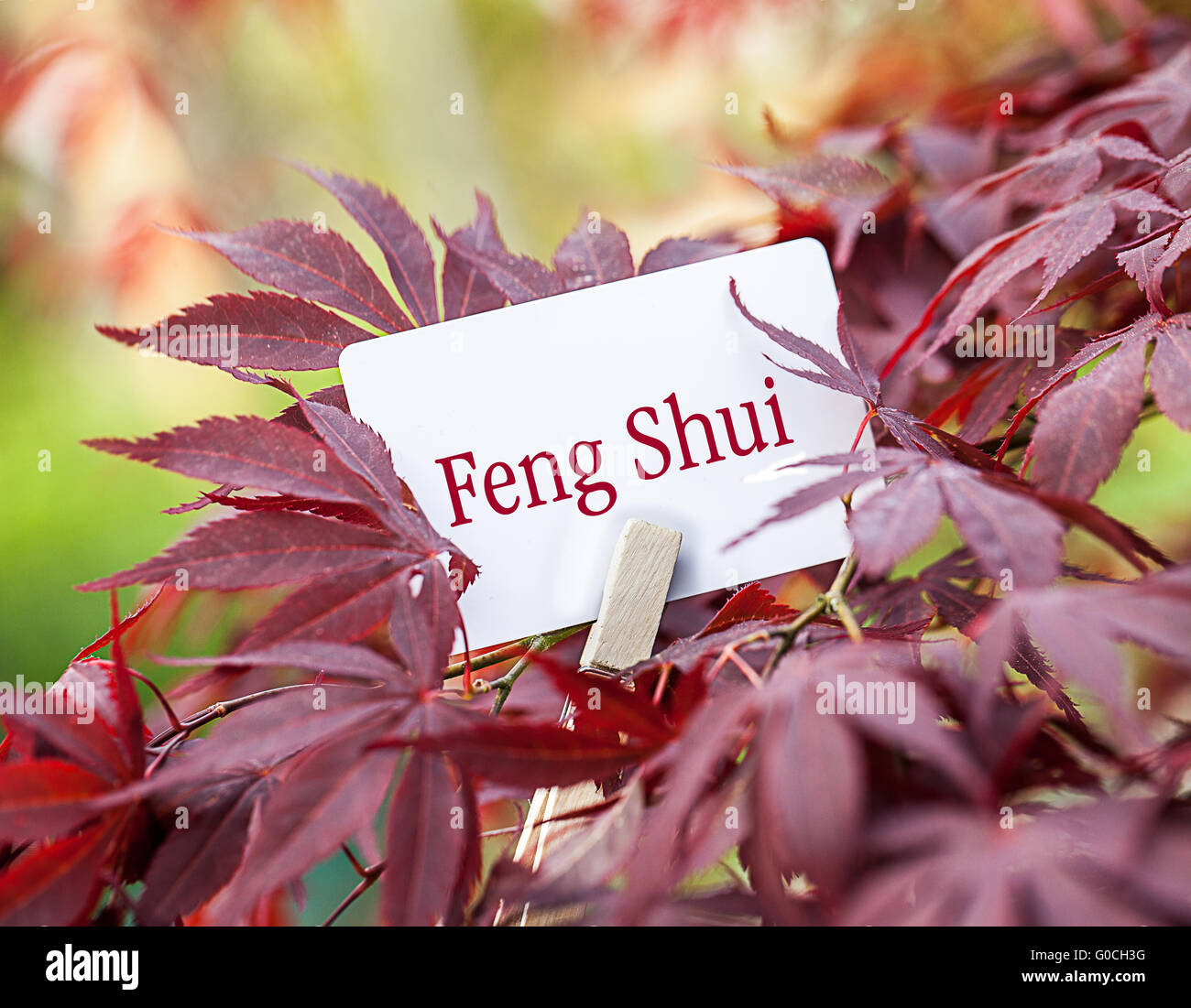 The Word „Feng Shui“ in a fan-maple tree Stock Photo - Alamy