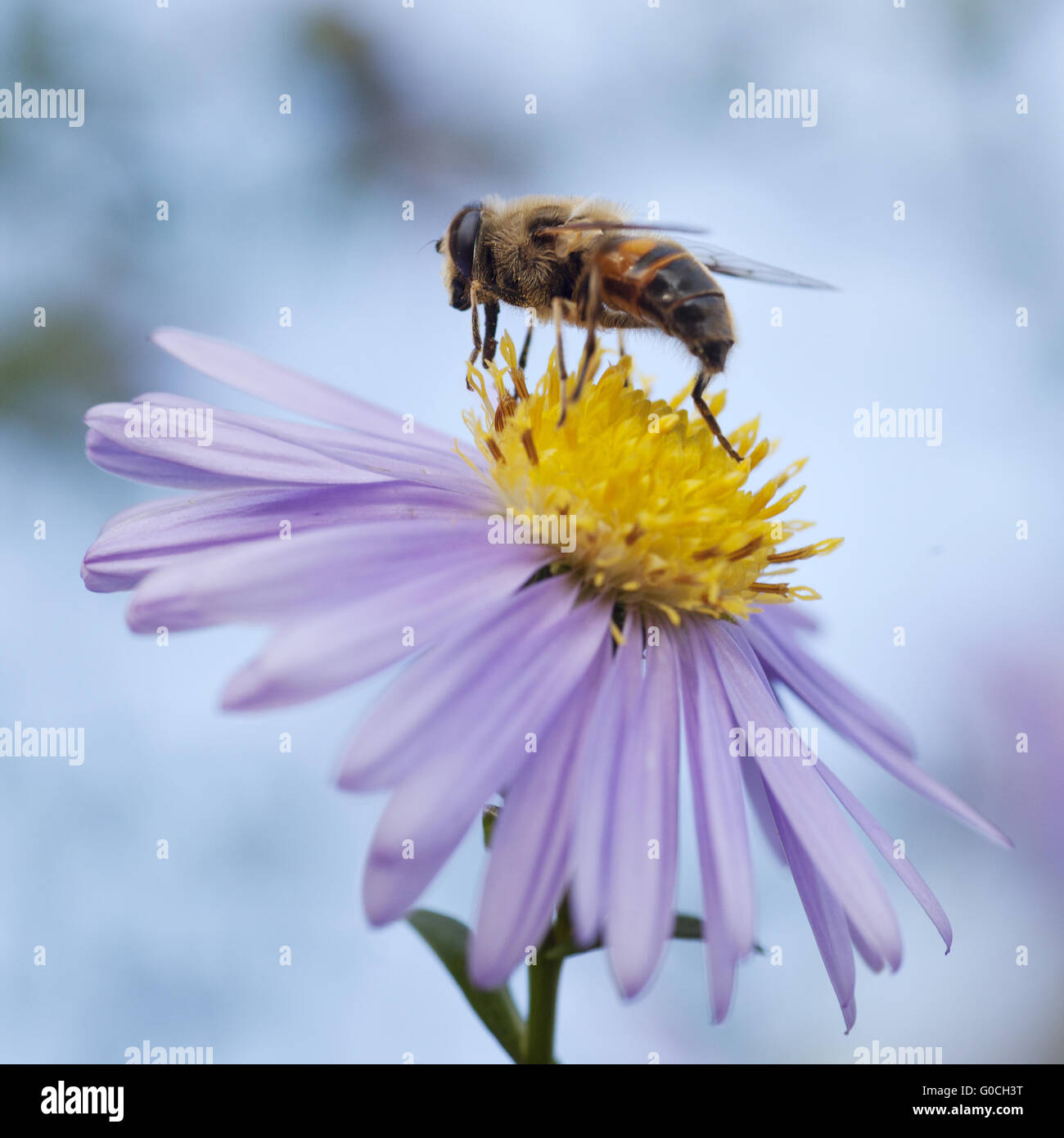 Nectar col hi-res stock photography and images - Alamy