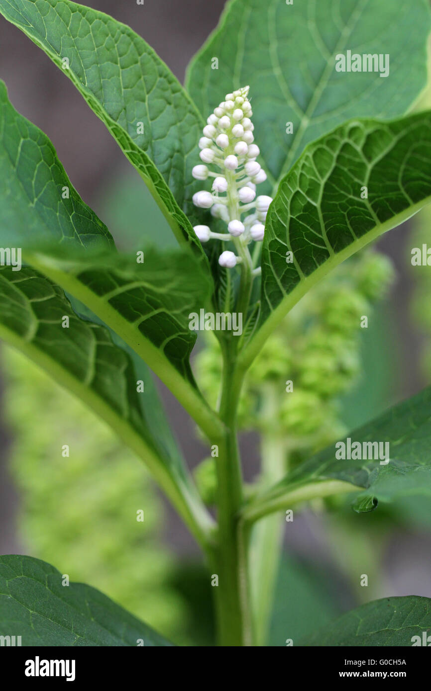 Asian pokeweed hi-res stock photography and images - Alamy