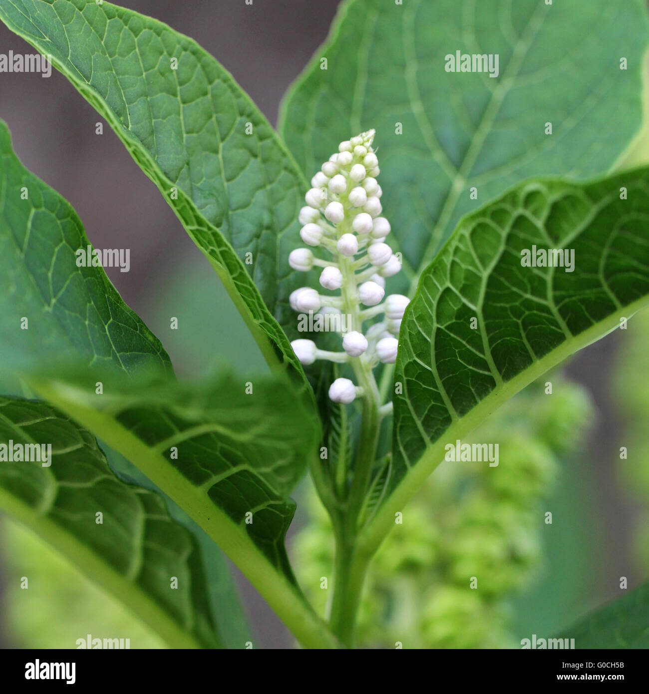 Asian pokeweed hi-res stock photography and images - Alamy