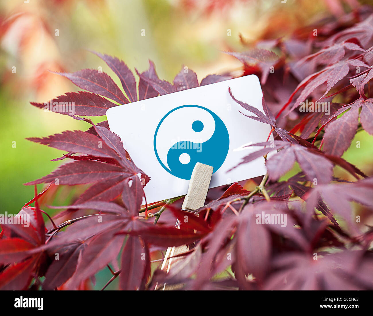 The Yin & Yang Sign inside a fan-maple tree Stock Photo - Alamy